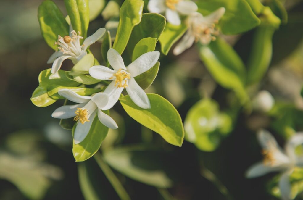 Neroli Touch - Oli ōils